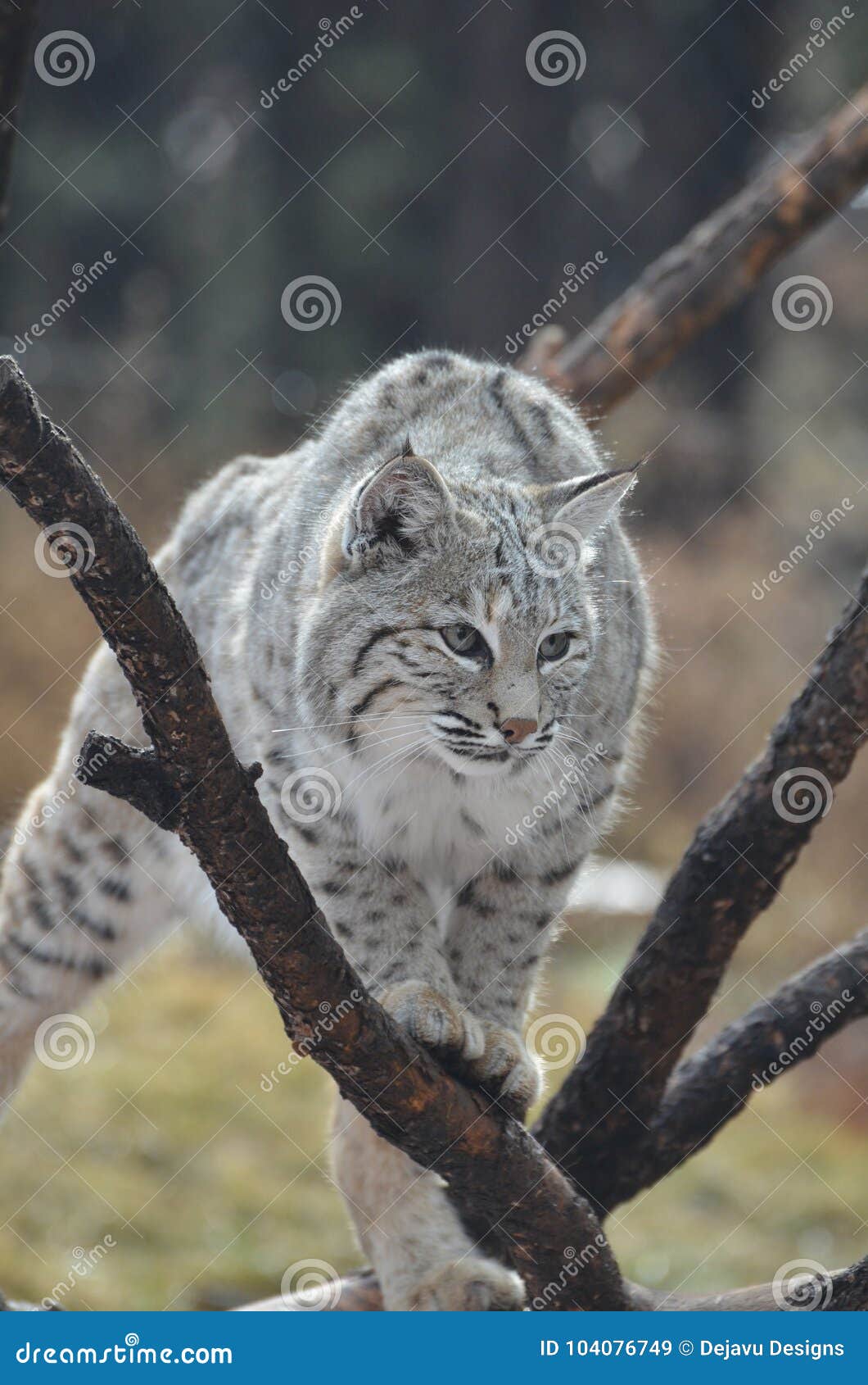Lynx Climbing Over a Fallen Tree Stock Image - Image of animal, bobcats ...