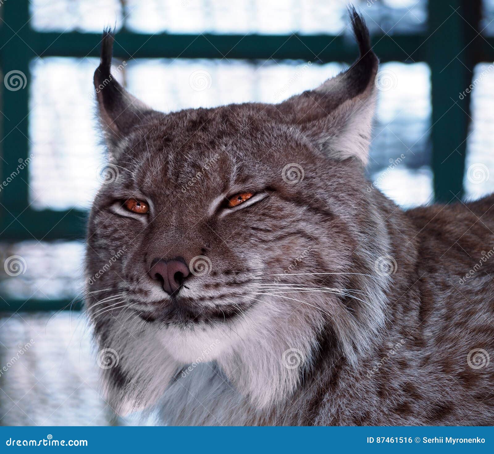 Lynx Head Stock Photos - Royalty Free Images