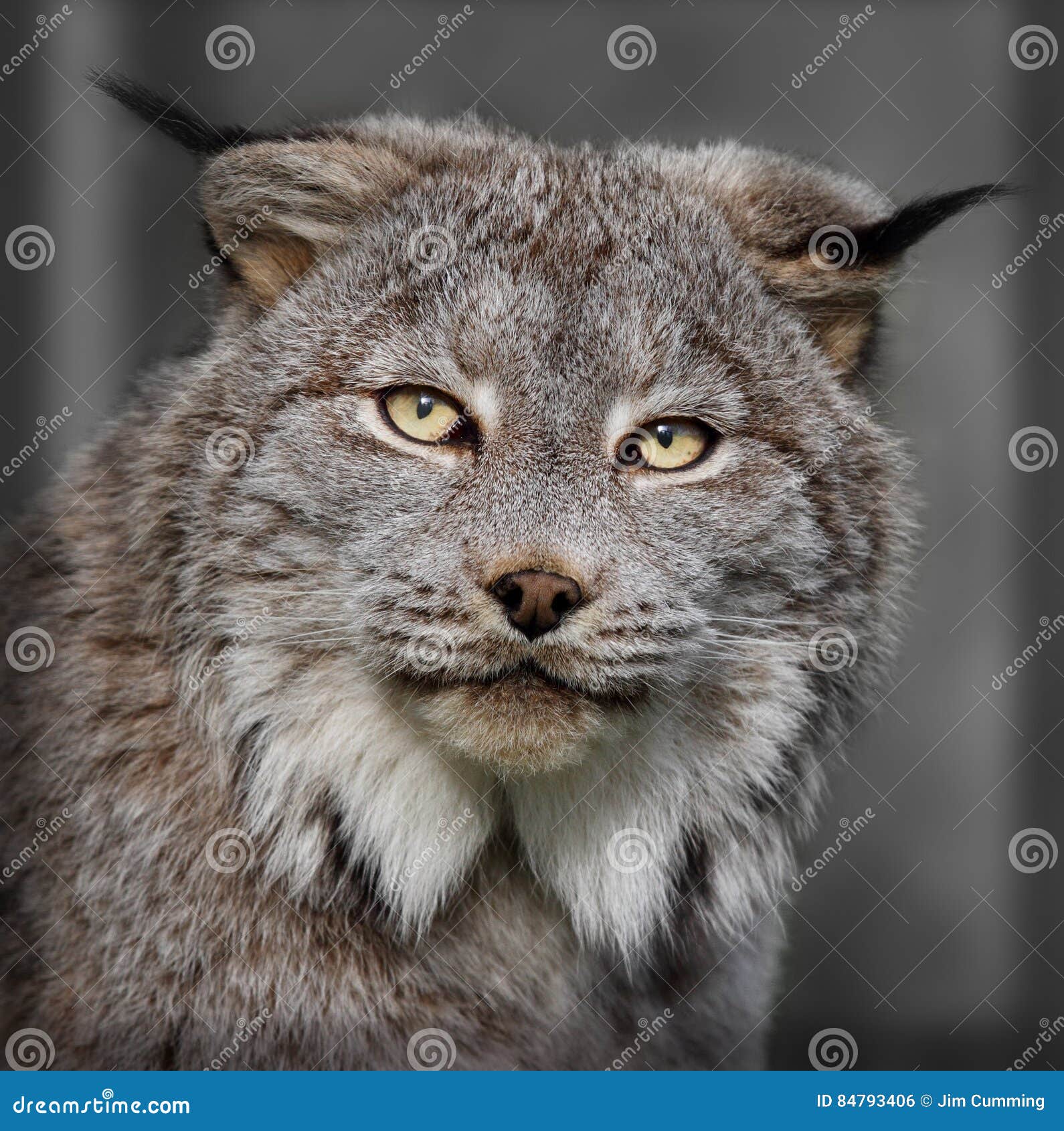 Lynx closeup stock photo. Image of quebec, wildcat, park - 84793406