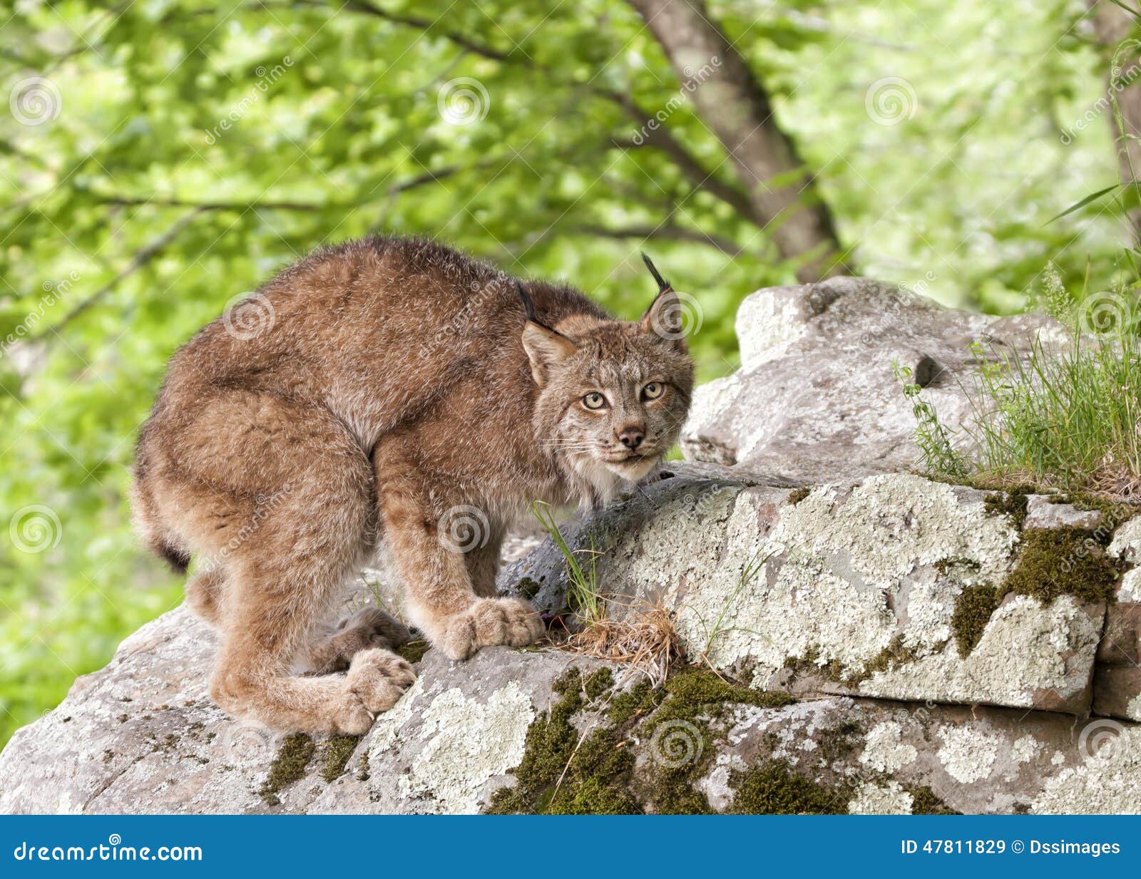 Lynx Crouch stock image. Image of nature, canadian, hunting - 47811829