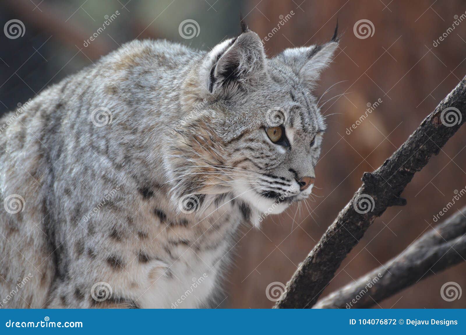 Lynx in a Crouch Ready To Pounce Stock Photo - Image of canadian, cats ...