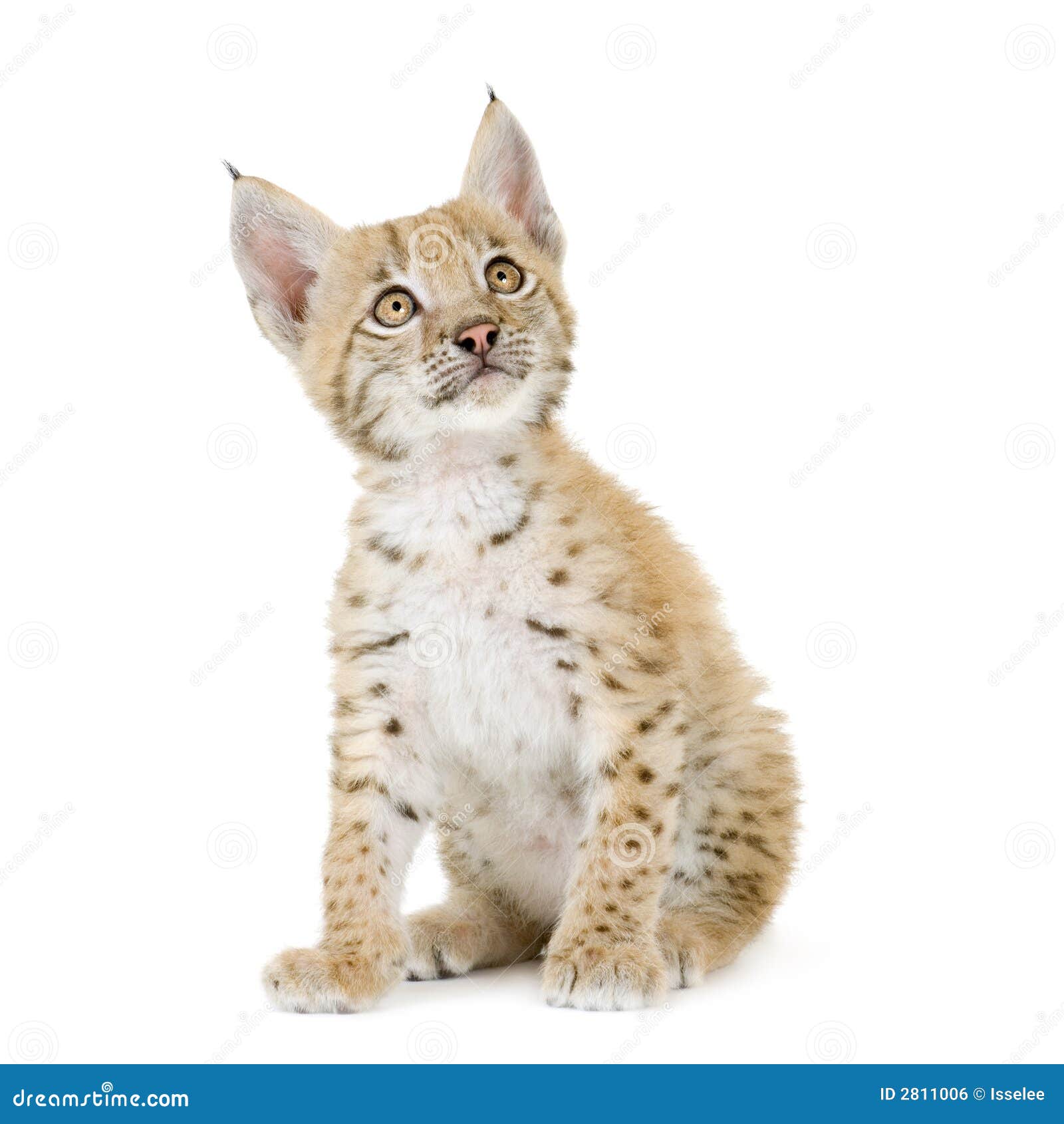 Lynx cub (2 mounths) stock photo. Image of nocturnal, childhood - 2811006