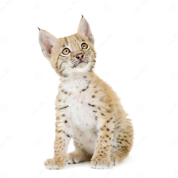 Lynx cub (2 mounths) stock photo. Image of nocturnal, childhood - 2811006