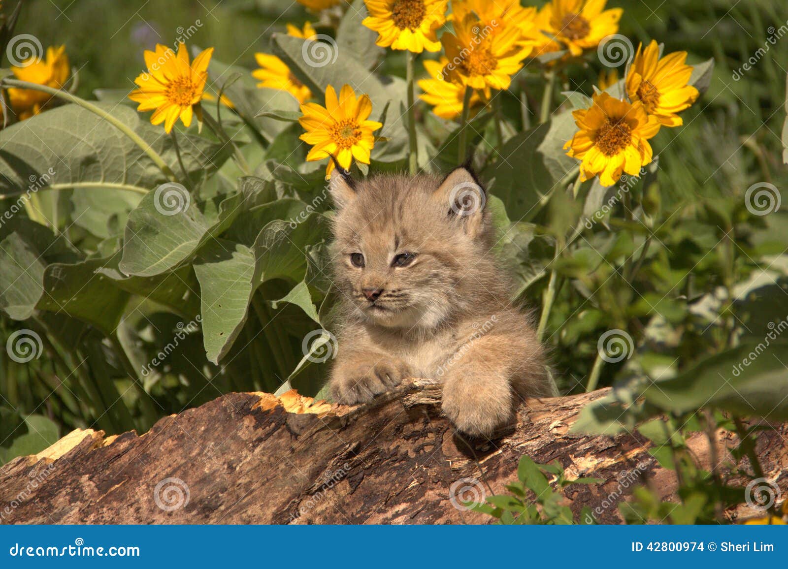 Lynx cub stock photo. Image of outdoors, sunflowers, nature - 42800974