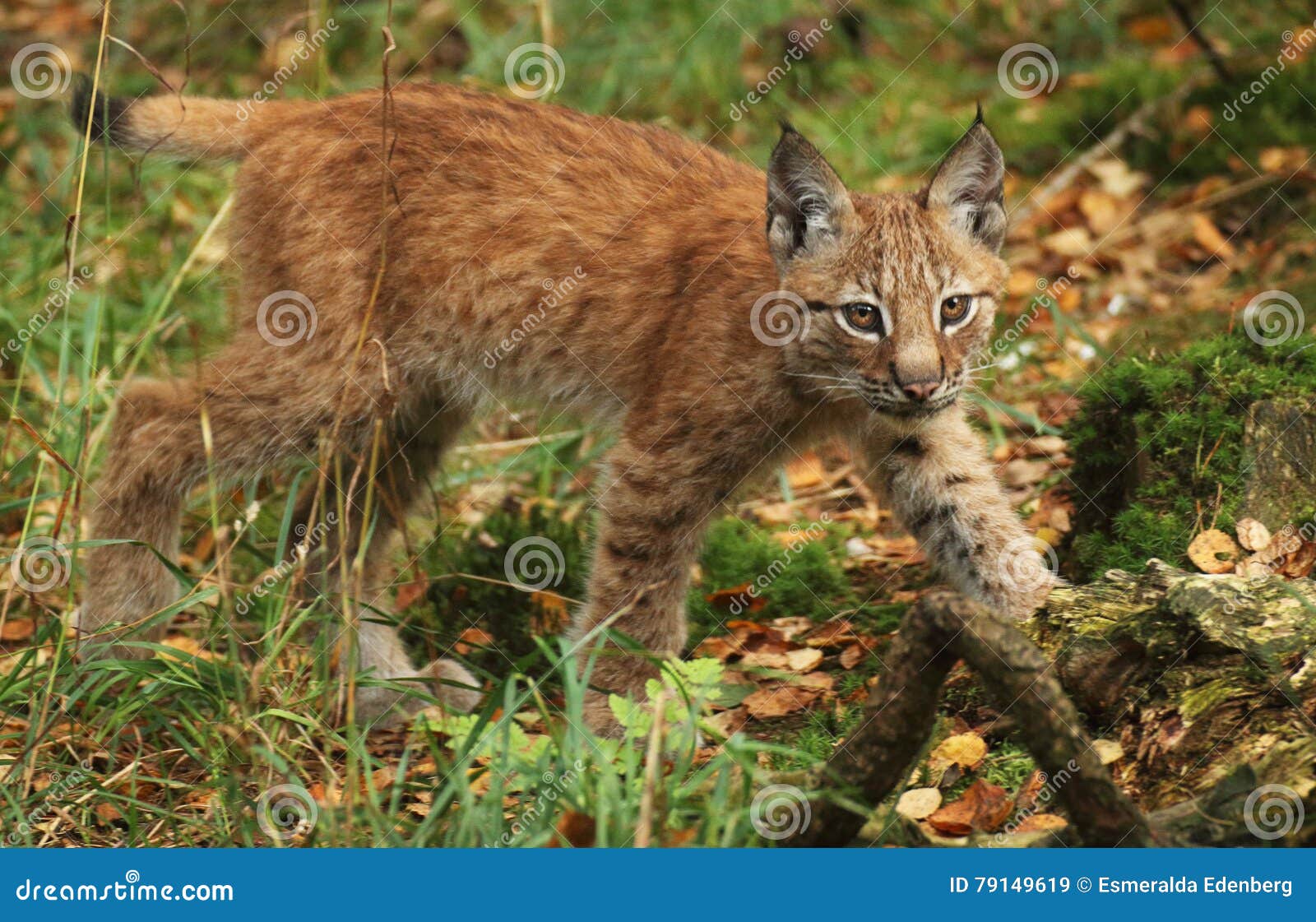 Lynx cub stock image. Image of endangered, europe, bobcat - 79149619