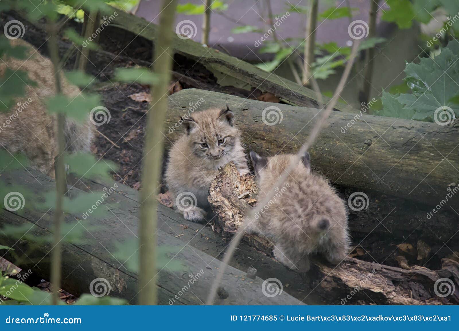 Lynx Cubs Playing in Forest. Stock Image - Image of republic, fight ...