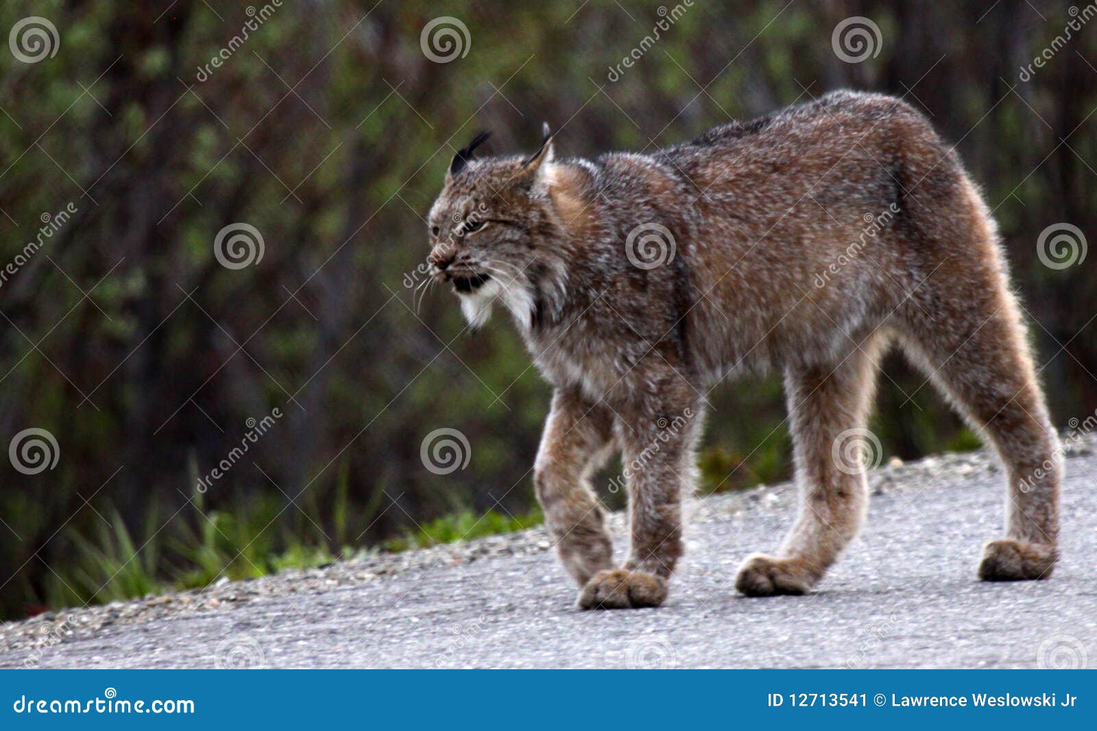 Lynx in Denali National Park Stock Image - Image of mammal, denali ...