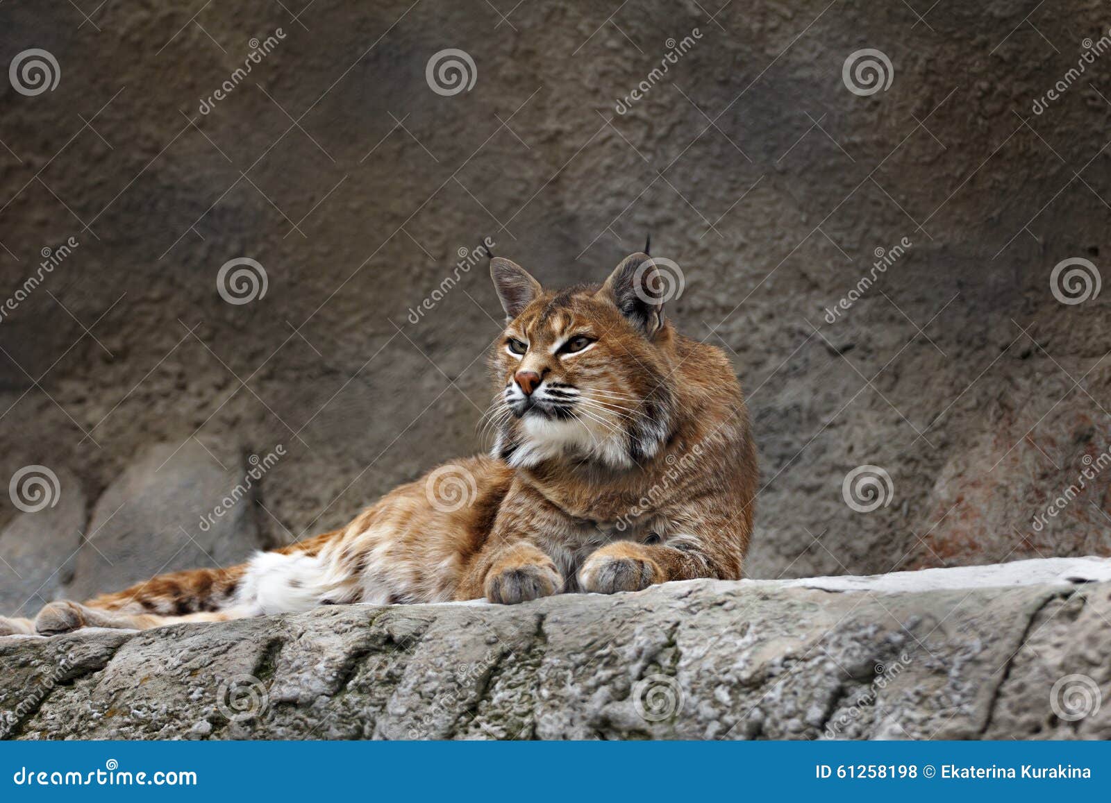 Lynx Die Op De Steen Liggen Stock Foto - Image of laag, poten: 61258198