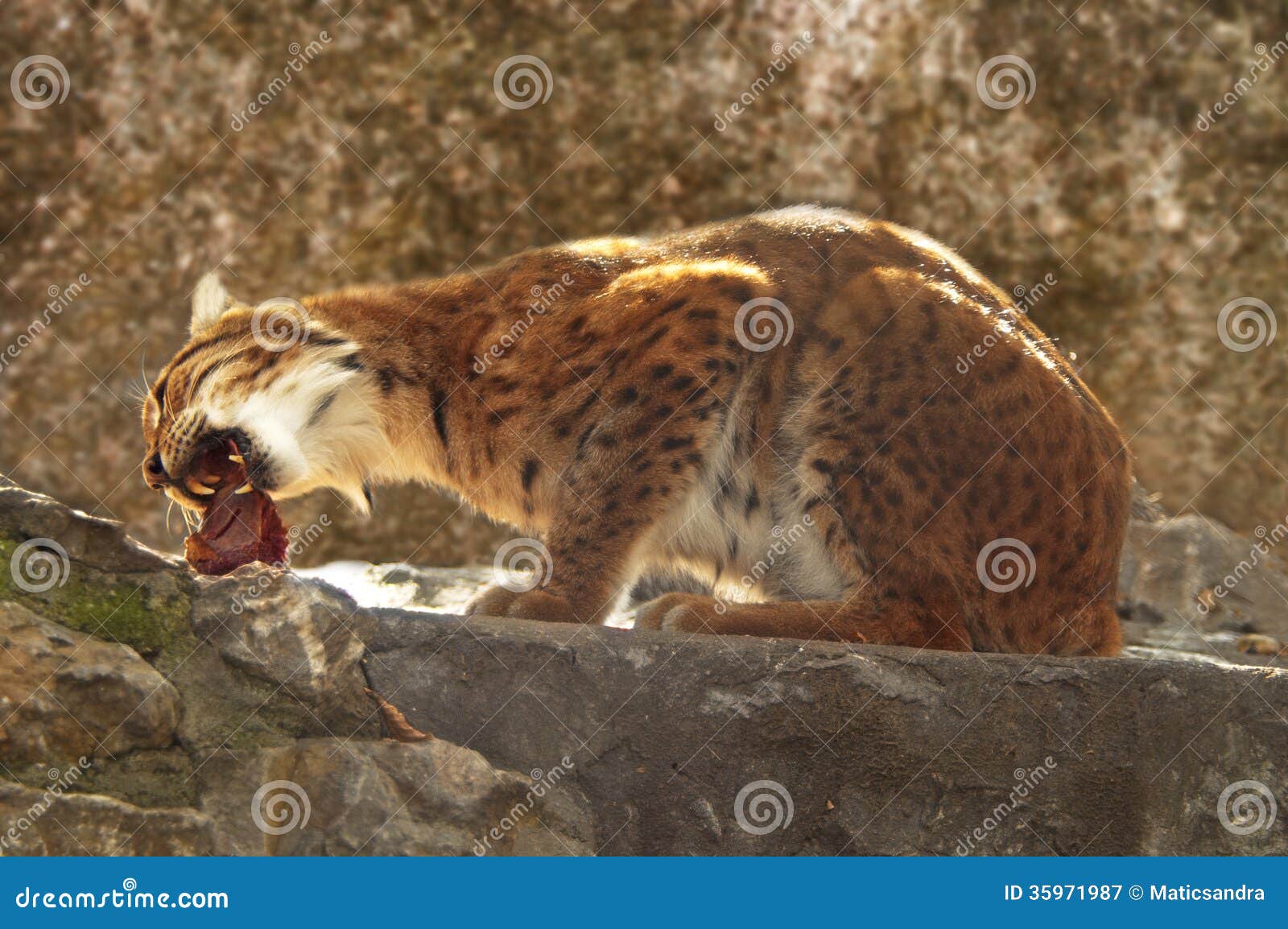 Lynx Eating Meat Stock Photos - Free & Royalty-Free Stock Photos from ...