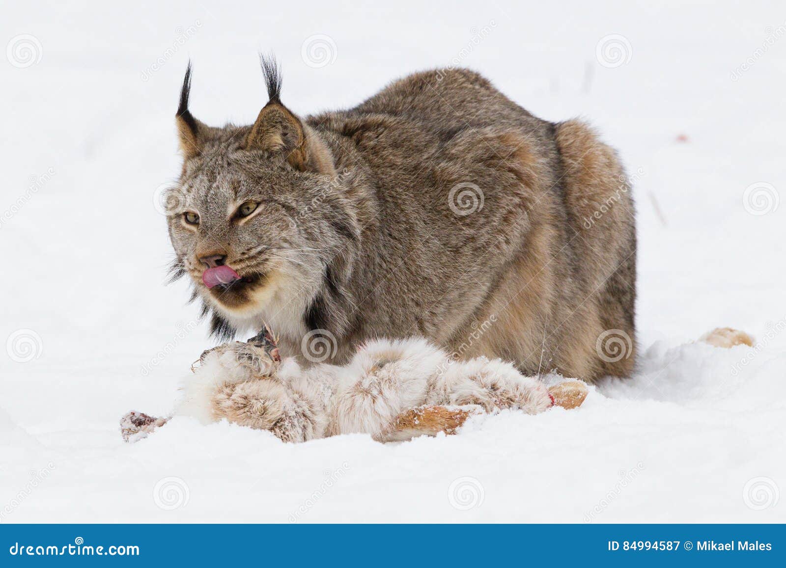 Lynx eating a rabbit stock image. Image of eating, wild - 84994587