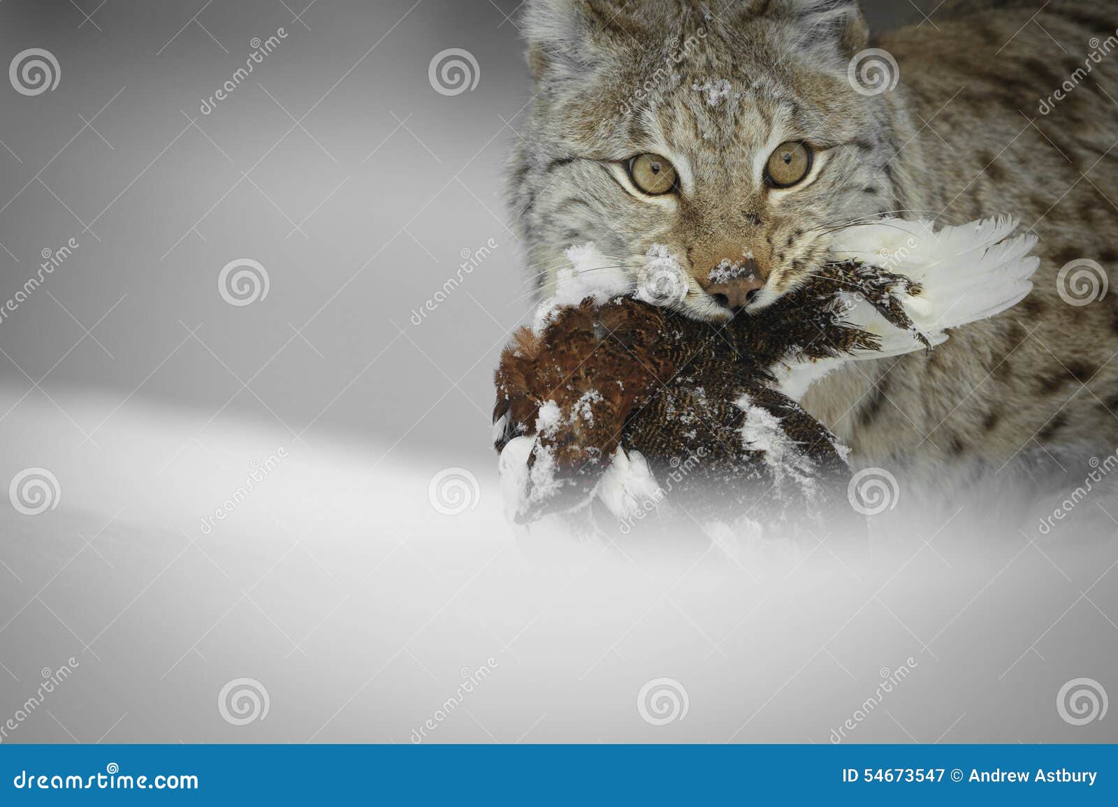 Lynx stock image. Image of ferocious, brown, feline, animal - 54673547