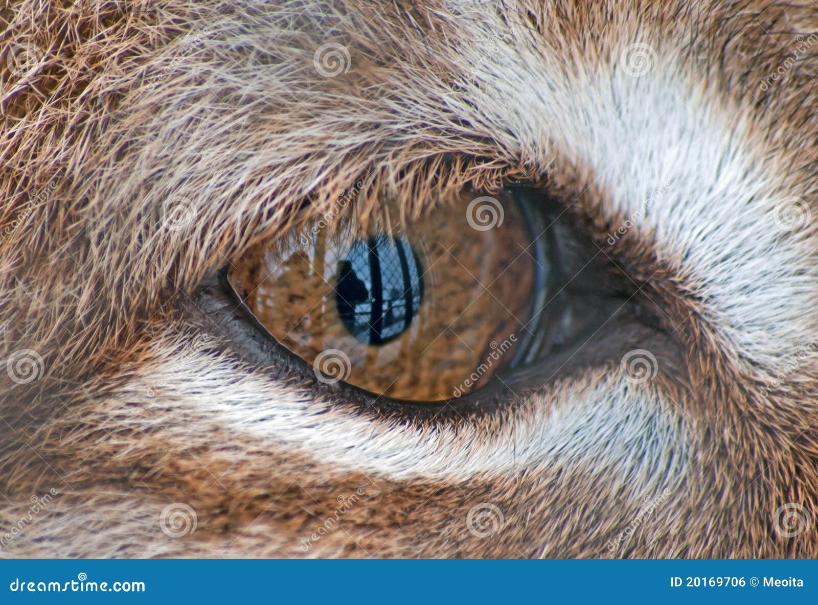 Lynx eye stock photo. Image of pupil, eyelid, skin, watch - 20169706