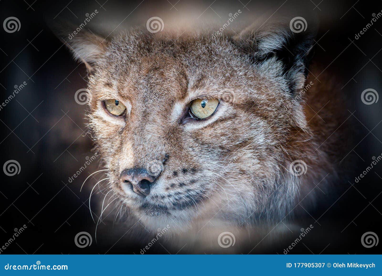 Lynx at the zoo. stock image. Image of face, feline - 177905307