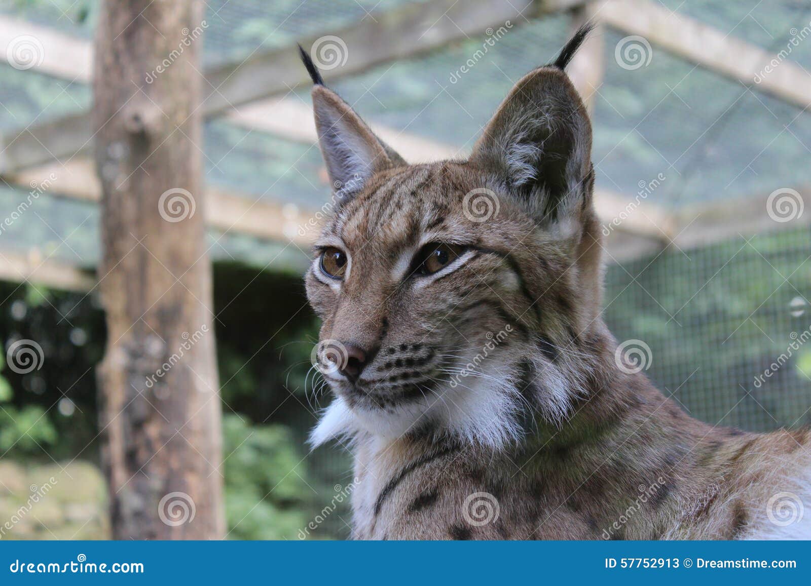 Lynx Face stock image. Image of striped, gracious, ears - 57752913