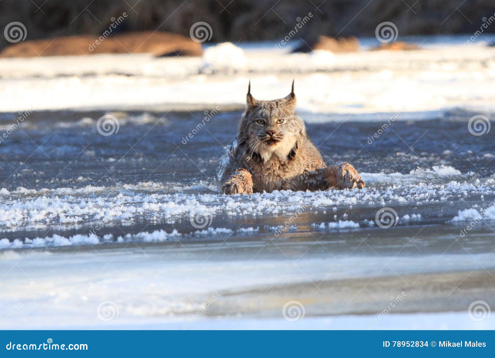 Lynx Falling through the Ice Stock Photo - Image of carnivore, fierce ...