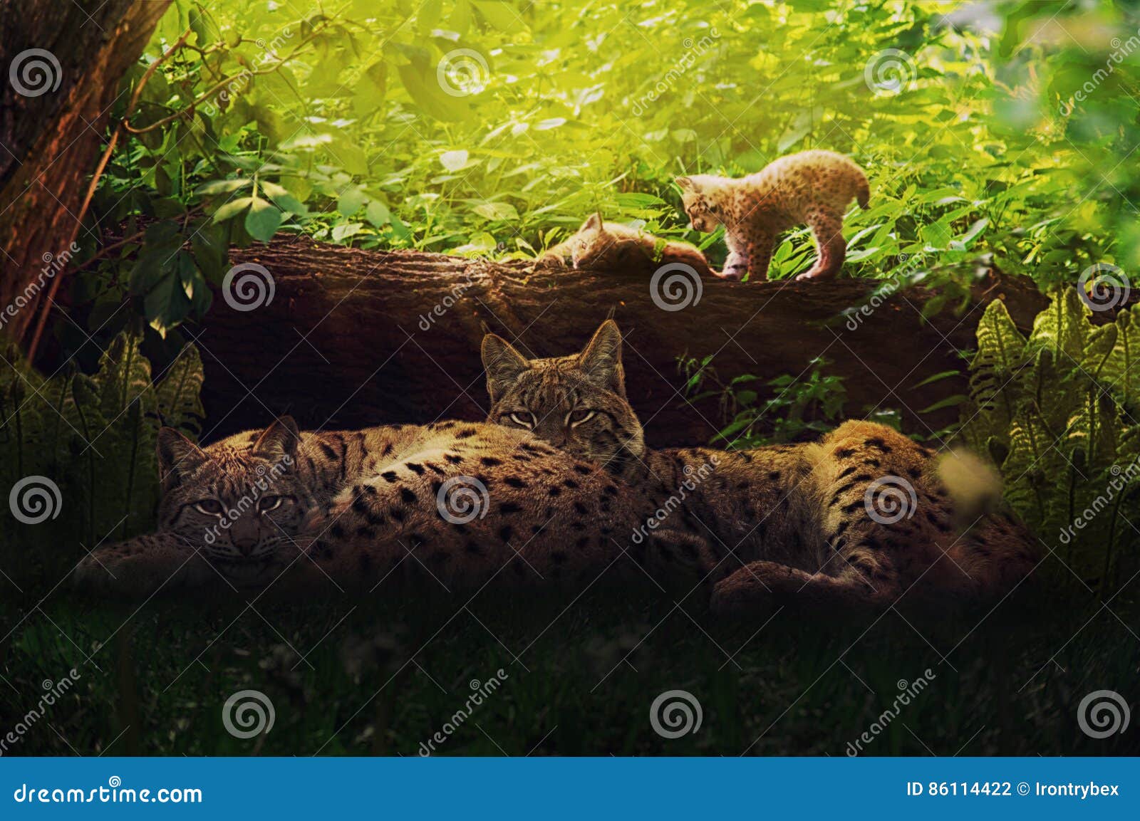 Lynx family in the forest stock photo. Image of feline - 86114422