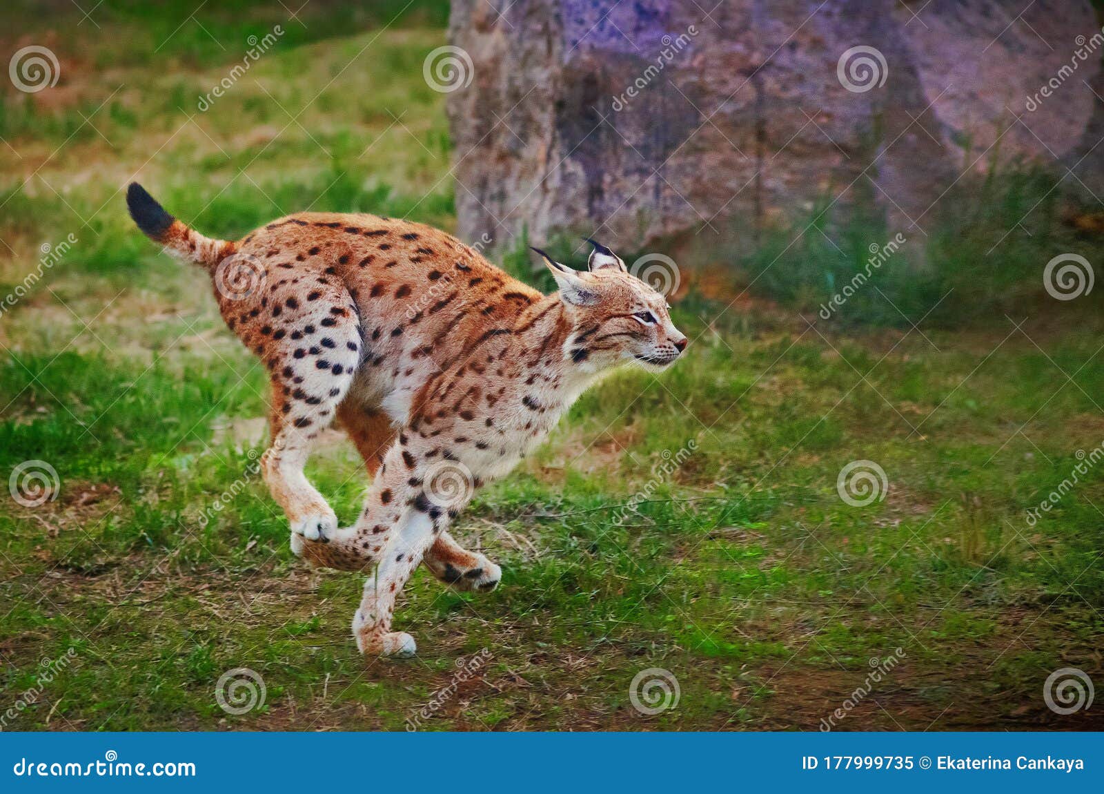Lynx fast running on grass stock image. Image of puma - 177999735
