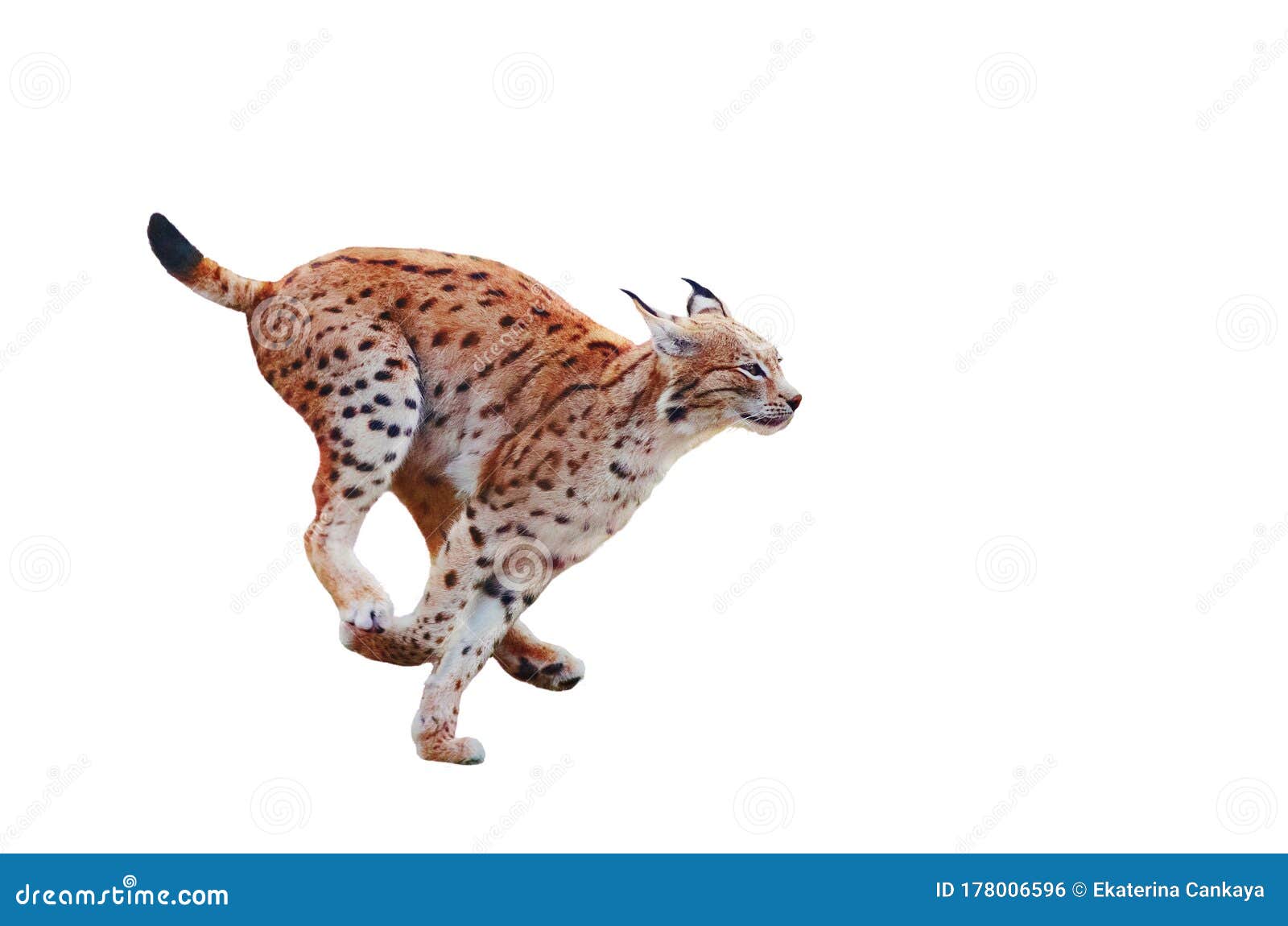 275 Running Lynx Stock Photos - Free & Royalty-Free Stock Photos from ...