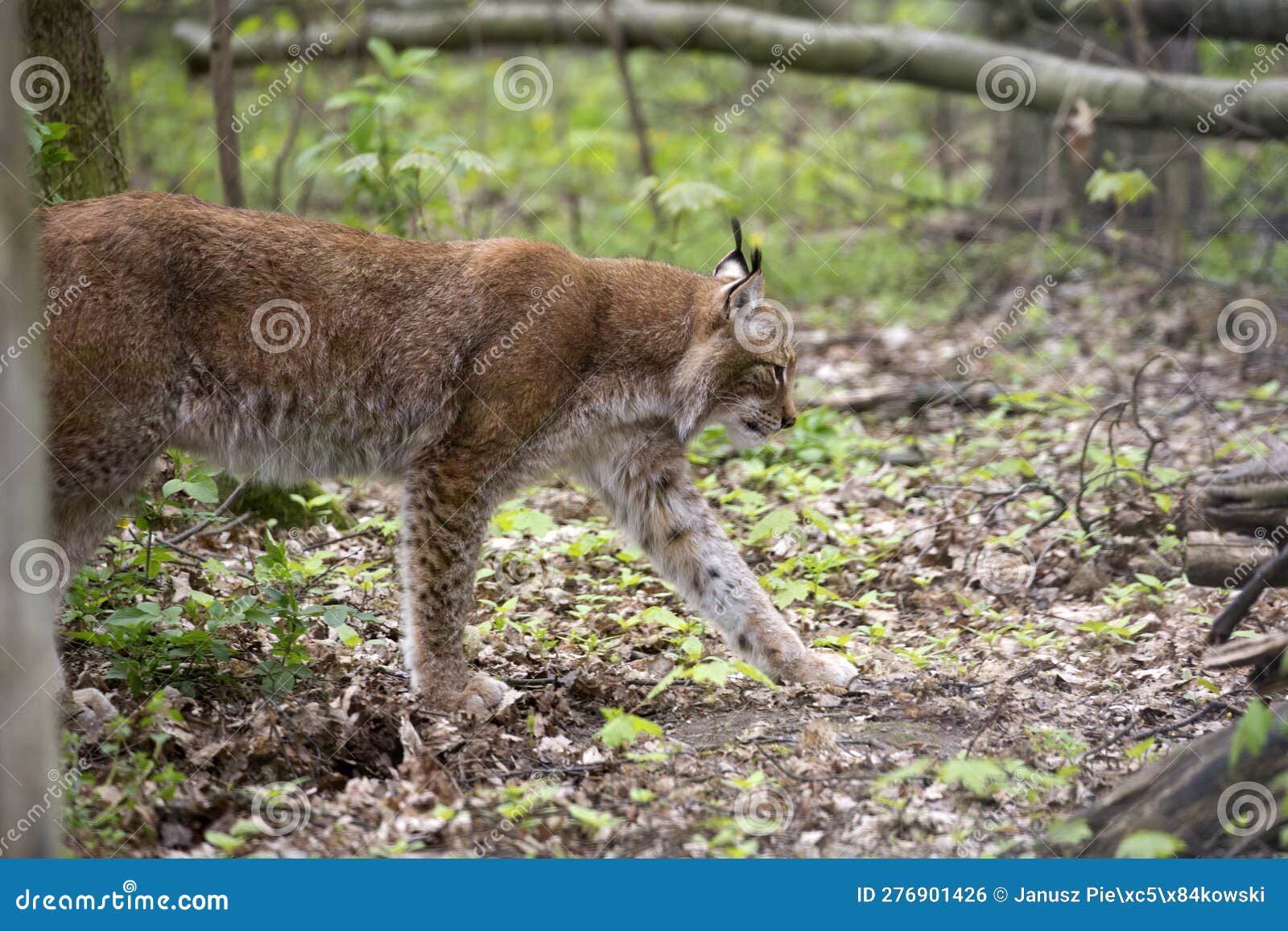 Lynx in the forest stock photo. Image of wild, nature - 276901426
