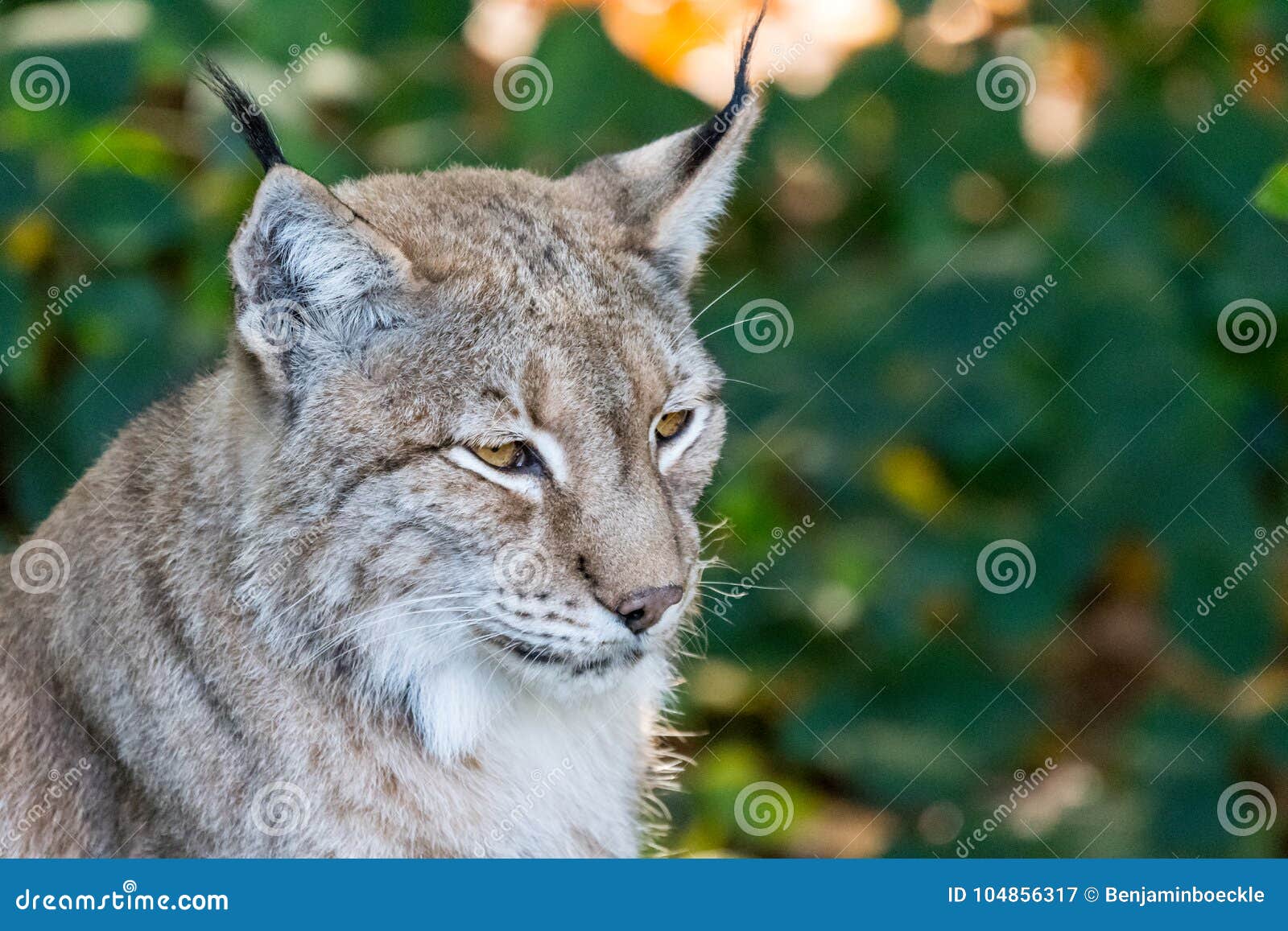 Lynx in the Forrest in Germany Stock Image - Image of indoor, beautiful ...