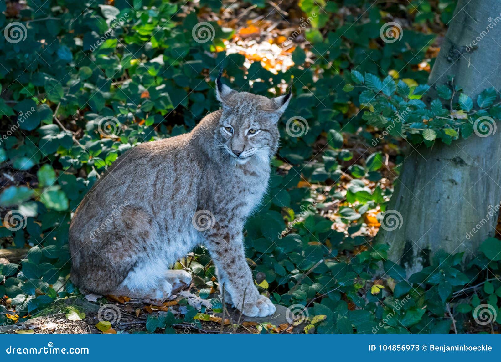 Lynx in the Forrest in Germany Stock Photo - Image of predator, lynx ...