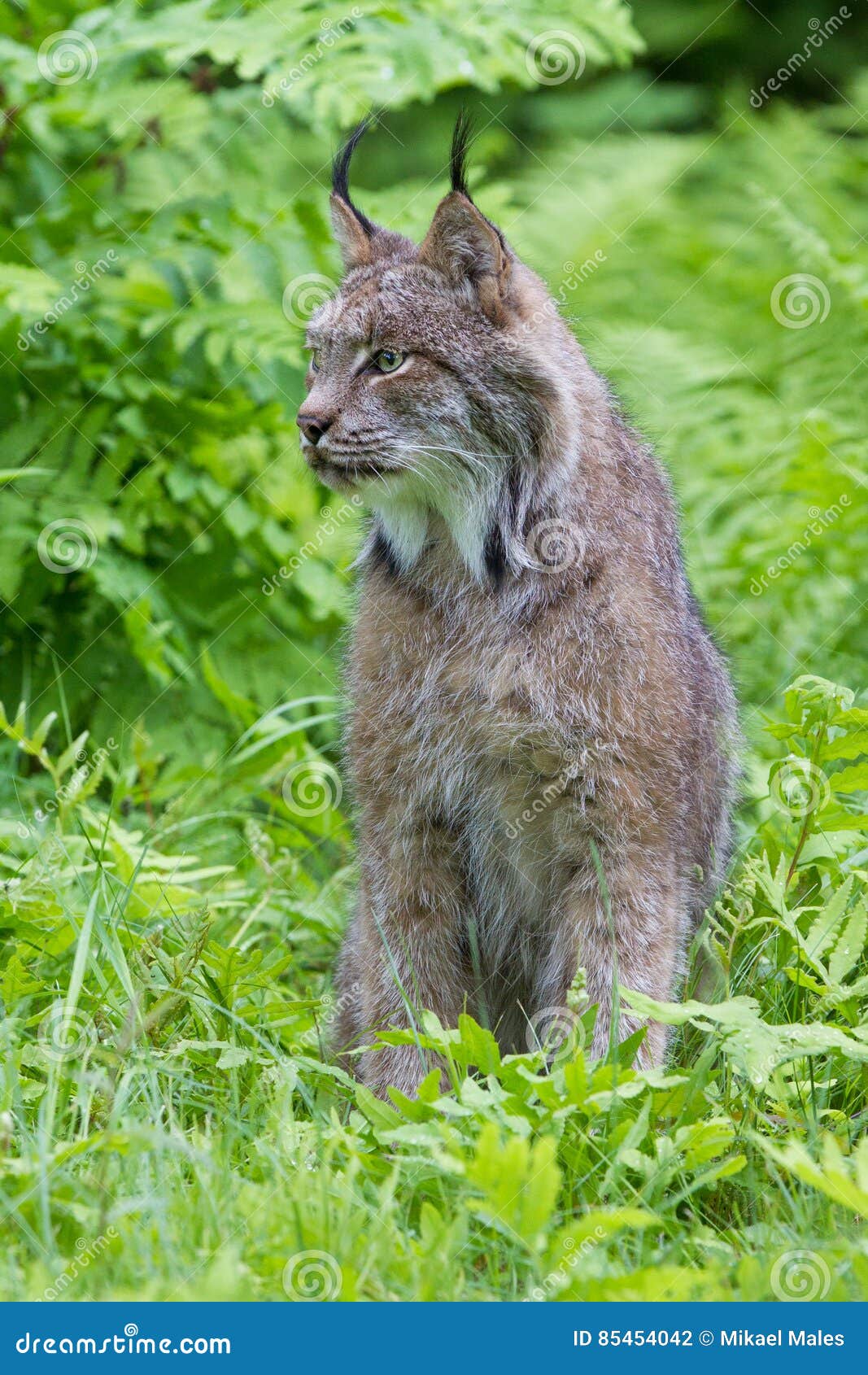 Lynx in Green Ferns in Portrait Shot Stock Photo - Image of shot ...