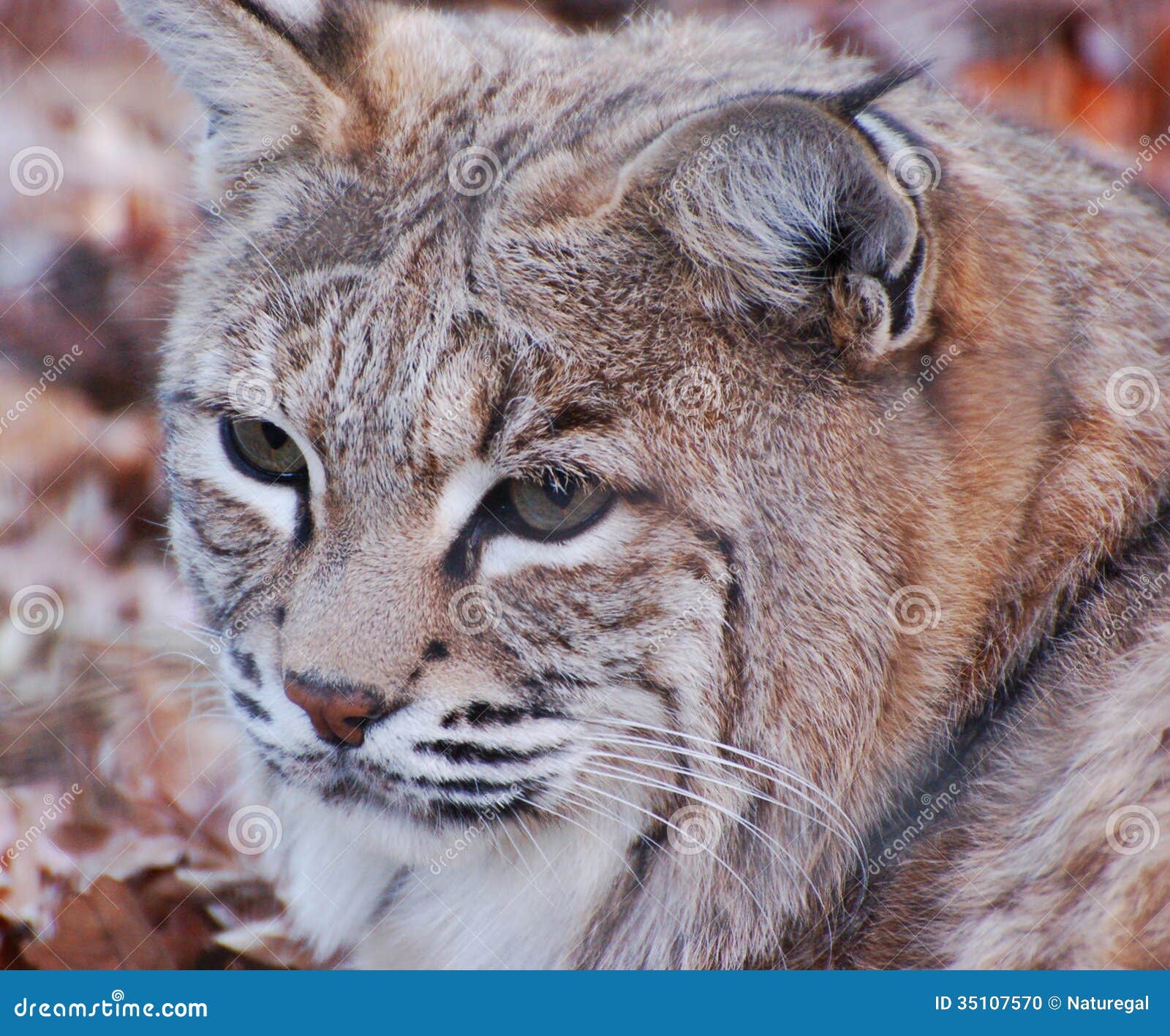 Majestic lynx head shot stock photo. Image of endangered - 35107570