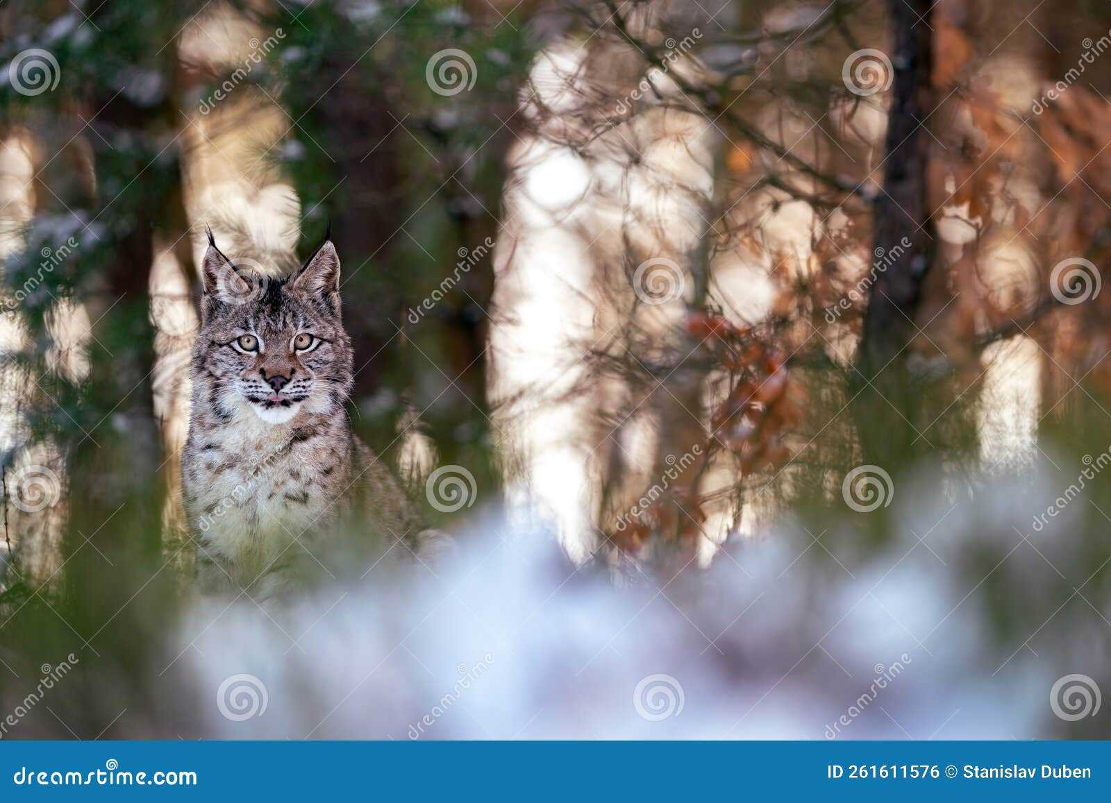 Lynx Hidden in the Forest with Backlight between the Trees. Predator in ...