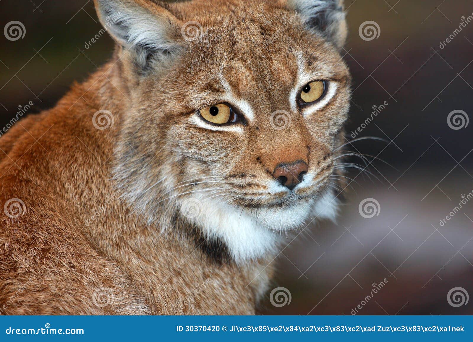 Lynx stock photo. Image of grey, closeup, mammal, lynx - 30370420