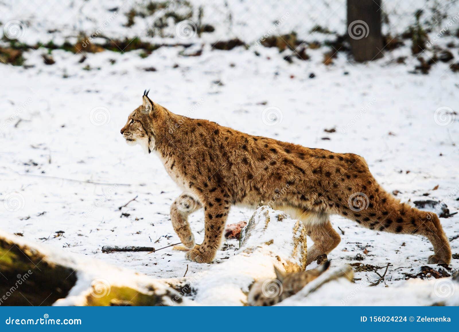 Lynx hunting in winter stock photo. Image of isolated - 156024224