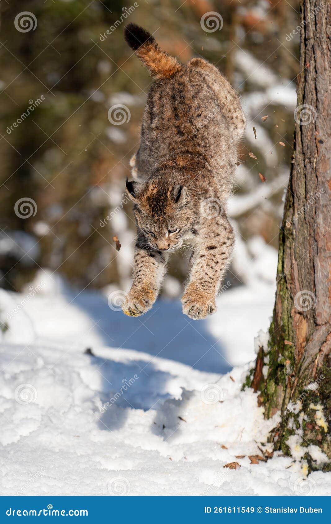 Lynx Jumping Down from the Tree Trunk in the Winter Forest To the Snow ...
