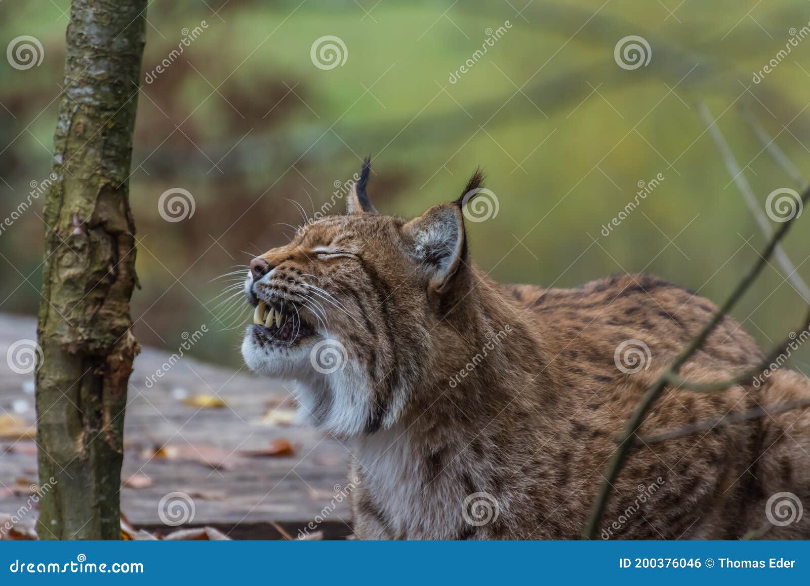 Lynx Lies and Shows the Teeth in a Zoo in the Mountains Stock Photo ...