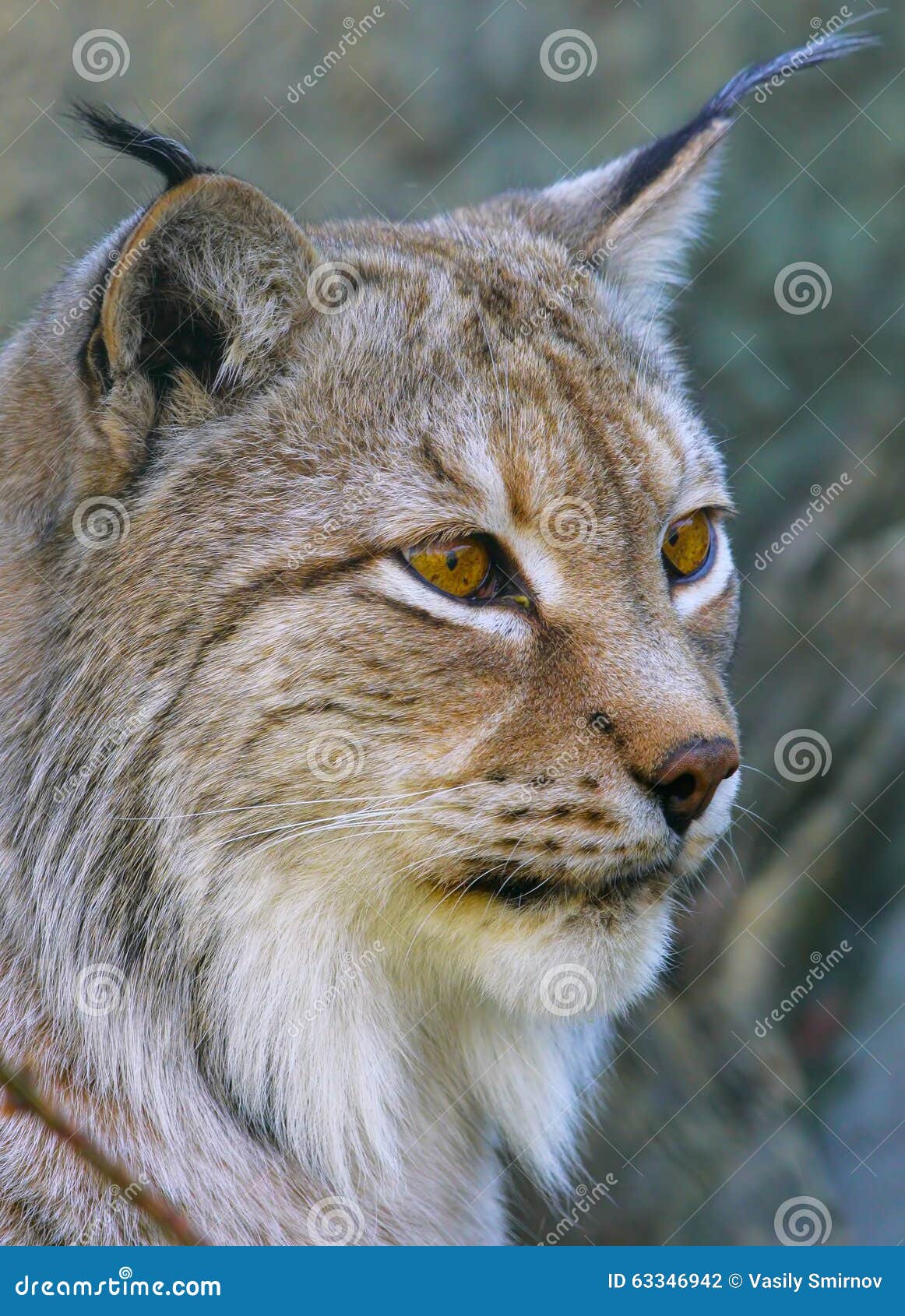 Lynx stock photo. Image of animals, trot, white, spotted - 63346942