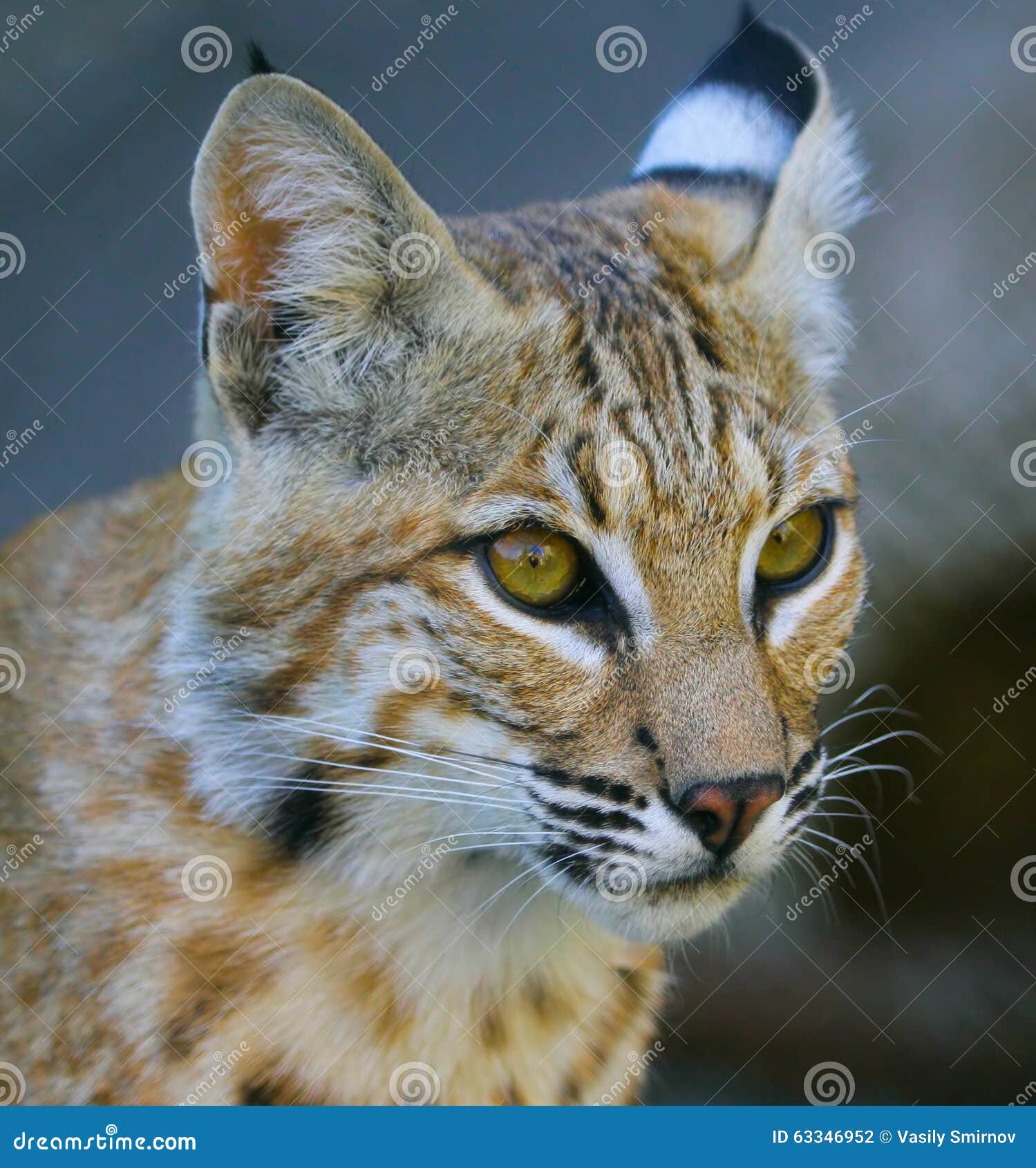 Lynx stock photo. Image of brown, wildlife, lynx, carnivore - 63346952