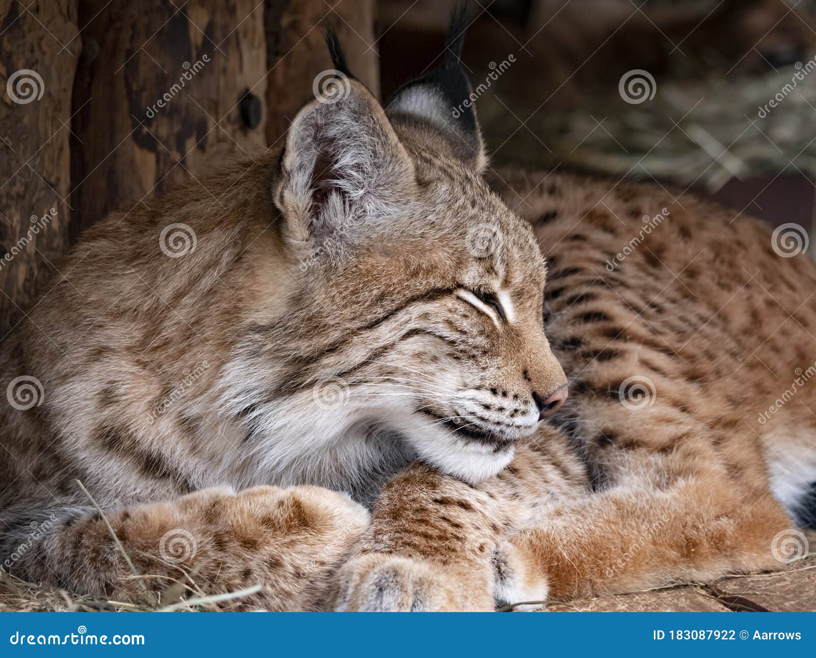 Lynx Looks with Predatory Eyes from the Shelter Stock Photo - Image of ...