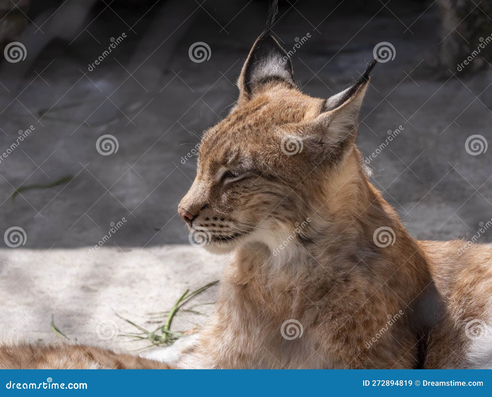 Lynx Looks with Predatory Eyes from the Shelter Stock Image - Image of ...