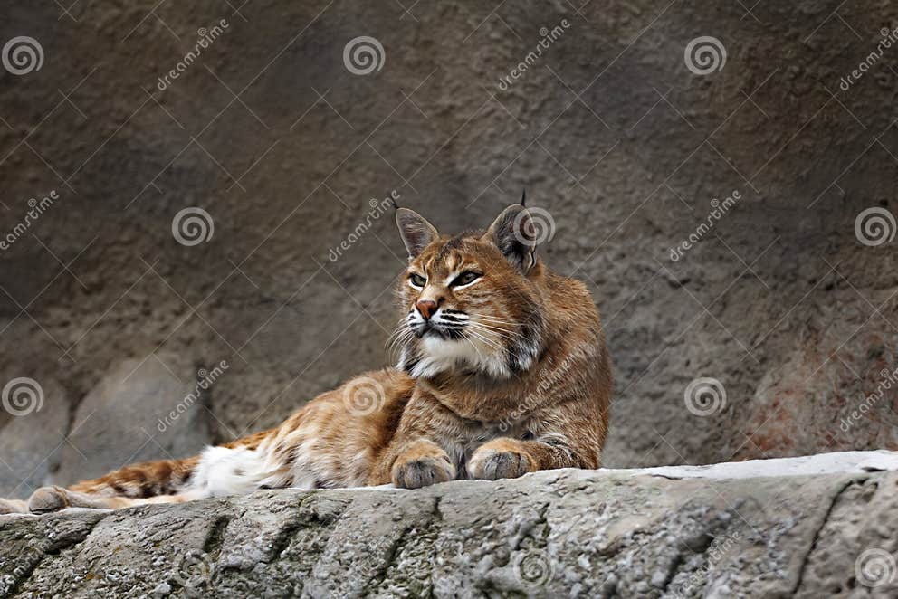 Lynx lying on the stone stock photo. Image of close, moss - 61258198