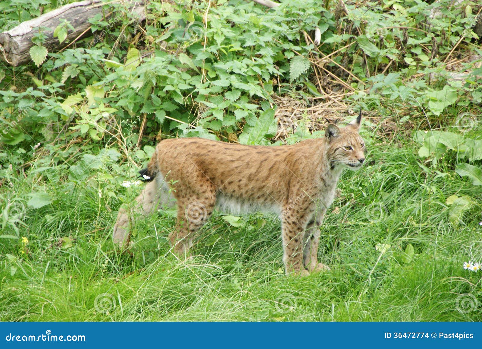 Lynx in the nature stock photo. Image of brown, green - 36472774