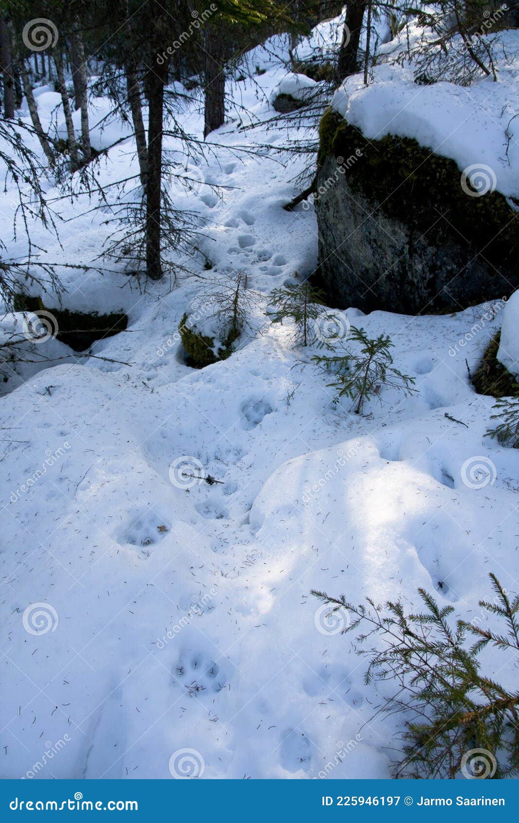 Lynx - Footprint In The Mud Stock Photography | CartoonDealer.com ...