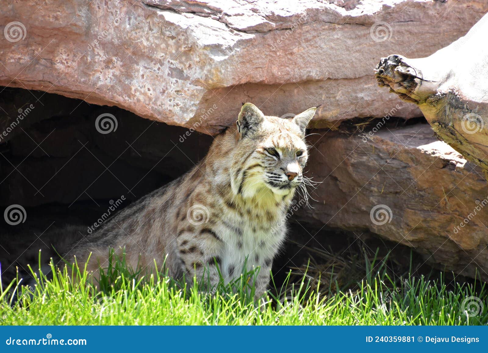 Lynx Peaking Out of His Den on a Summer Day Stock Image - Image of ...