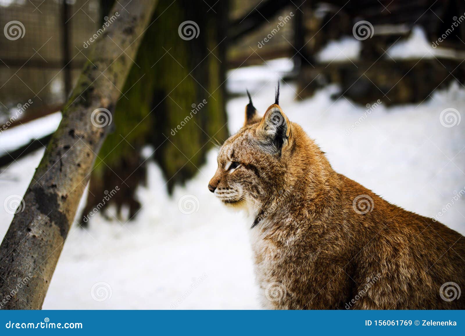 Lynx portrait stock image. Image of wild, head, portrait - 156061769
