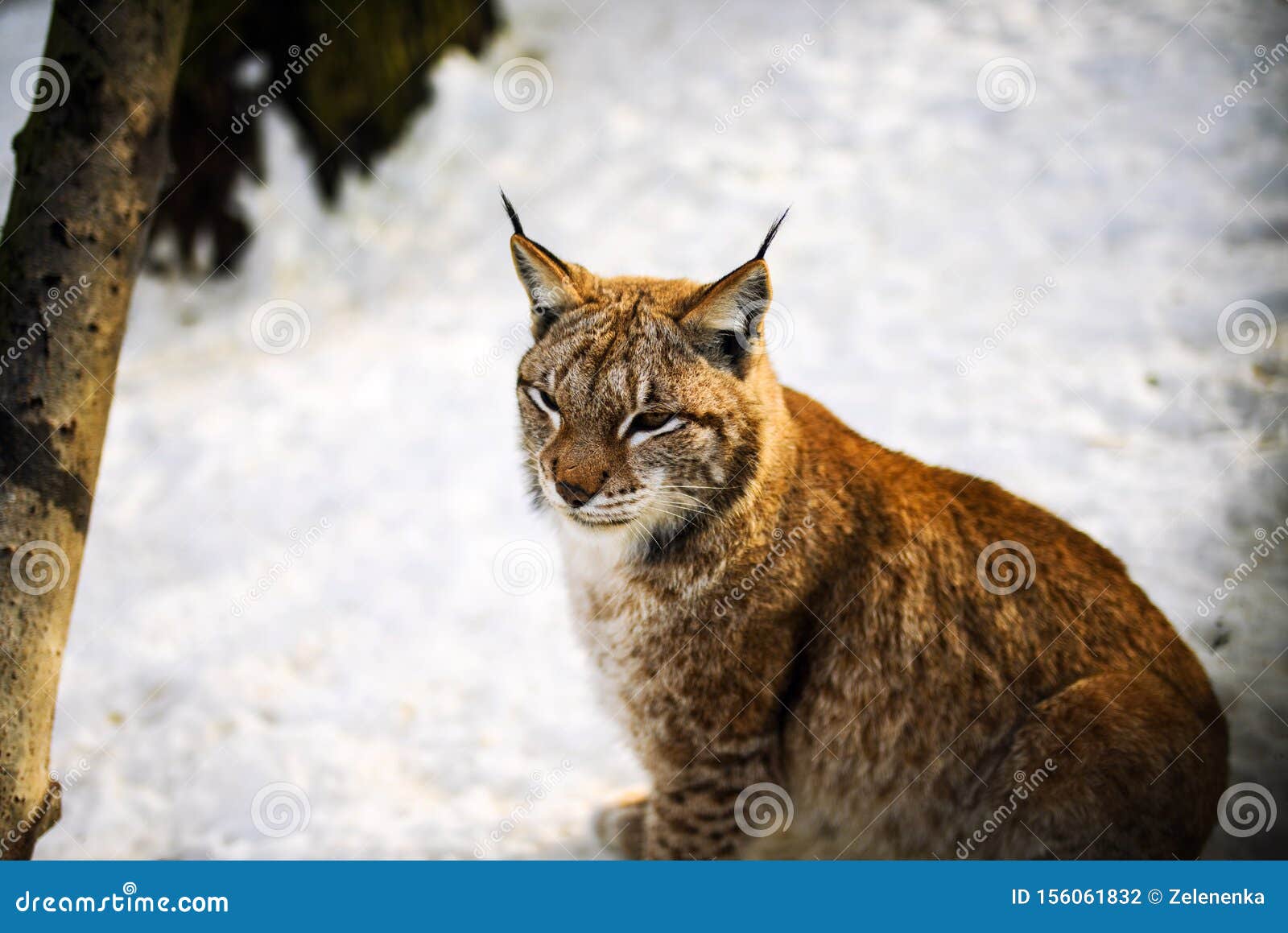 Lynx portrait stock photo. Image of lynx, head, winter - 156061832