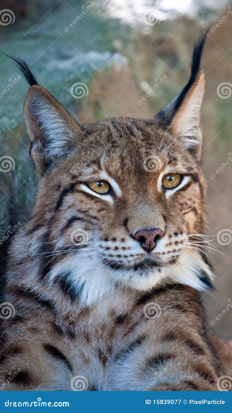Lynx portrait stock image. Image of lynx, bobcat, headshot - 15839077
