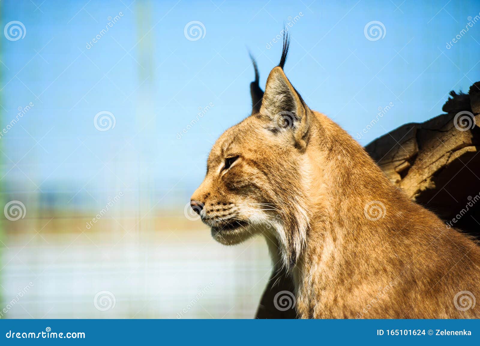 Lynx portrait stock photo. Image of dangerous, beautiful - 165101624