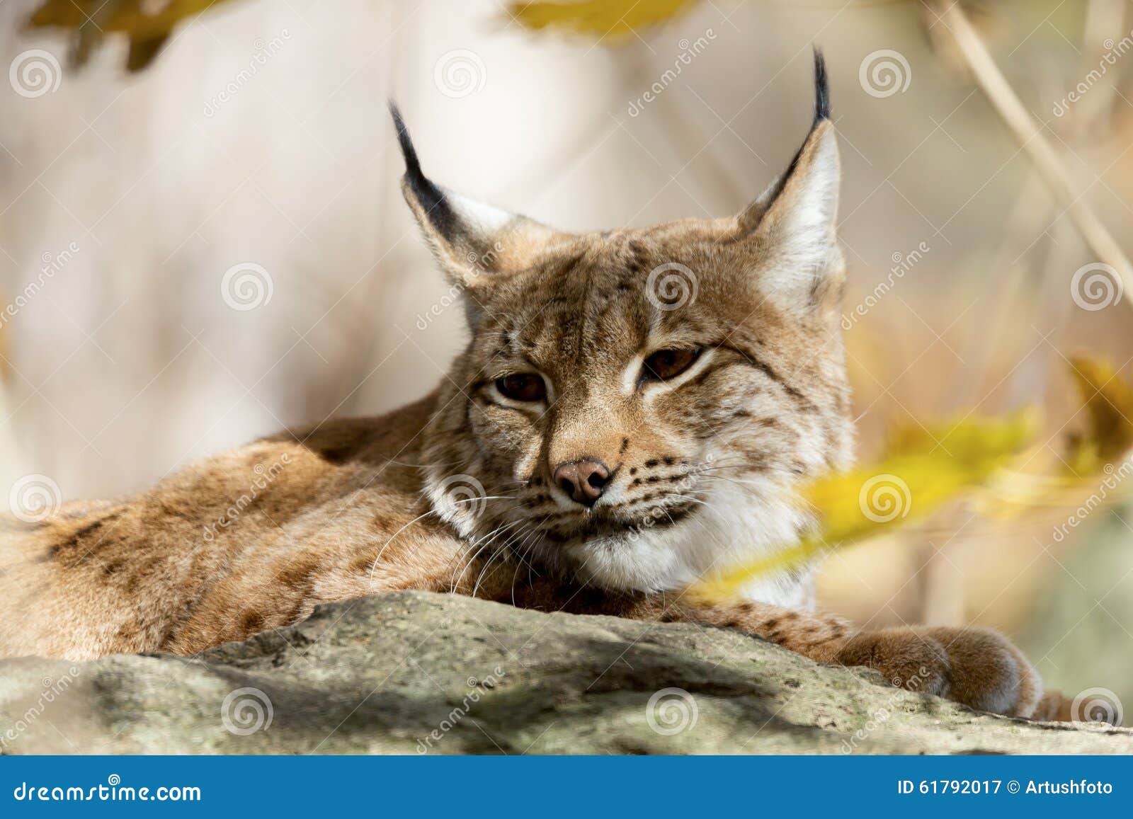 Lynx Portrait during the Autumn Stock Image - Image of outdoors, mammal ...