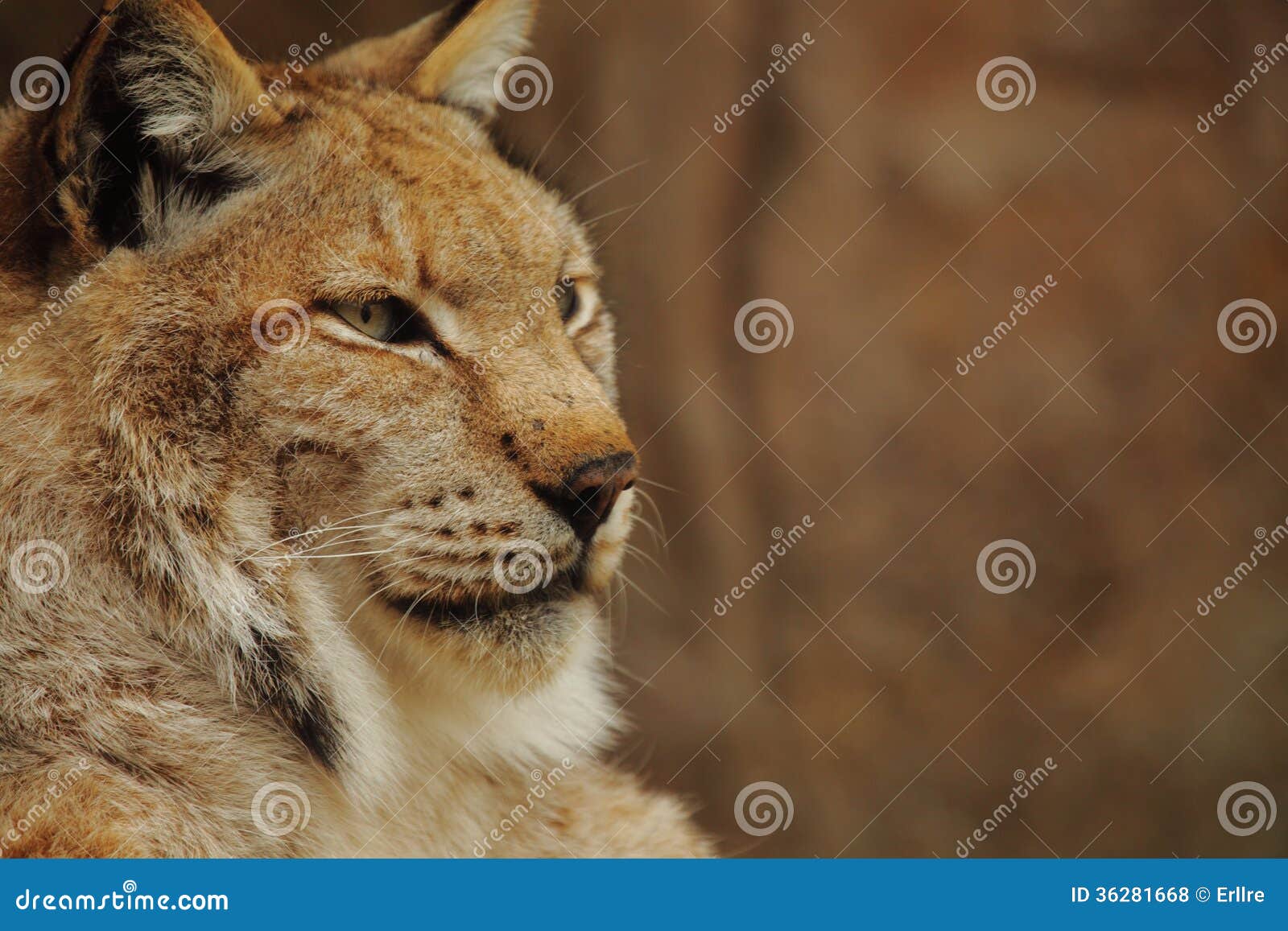 Lynx stock photo. Image of hunter, predator, hunt, strong - 36281668