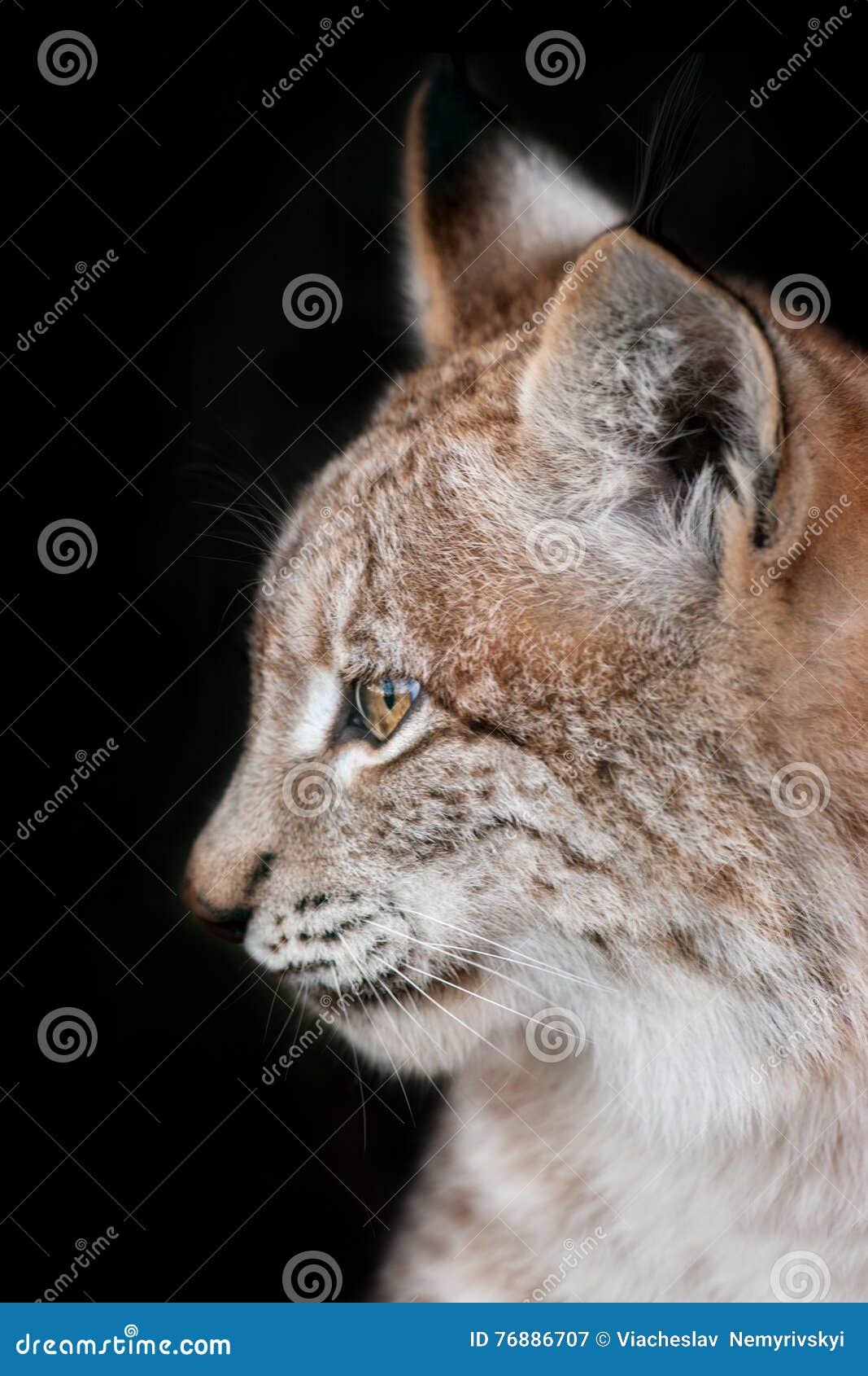 Lynx portrait on black stock image. Image of bobcat, face - 76886707