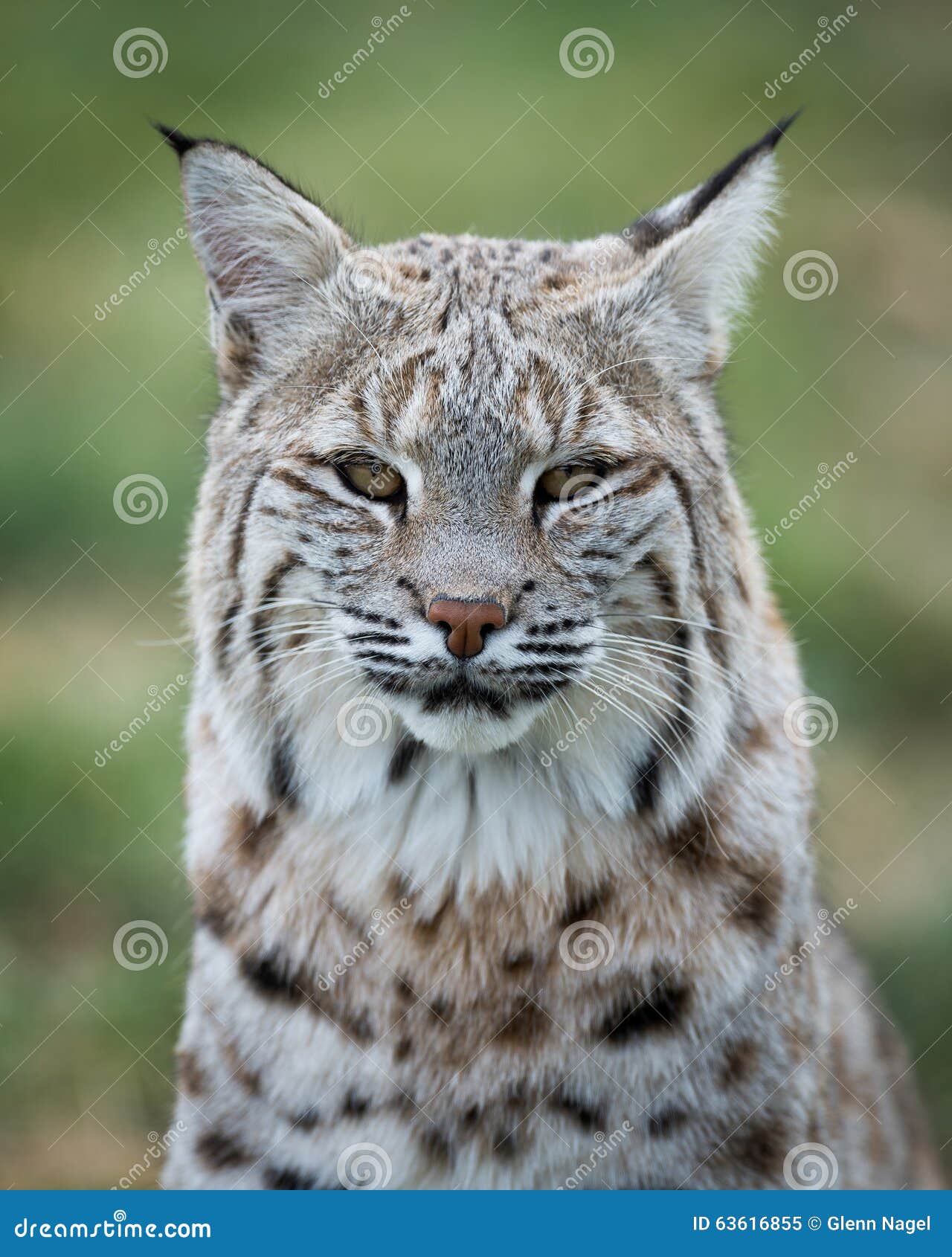 Lynx portrait stock image. Image of infant, outdoors - 63616855