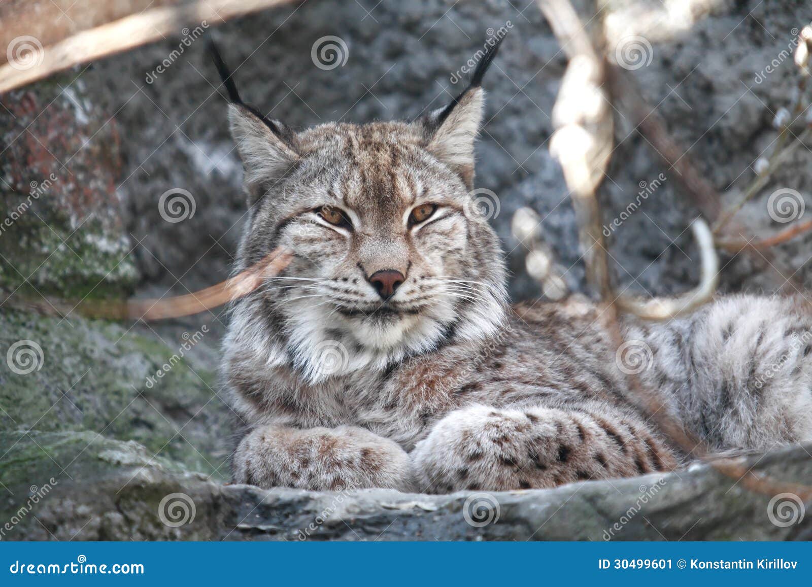 Lynx Portrait stock image. Image of outdoor, predator - 30499601