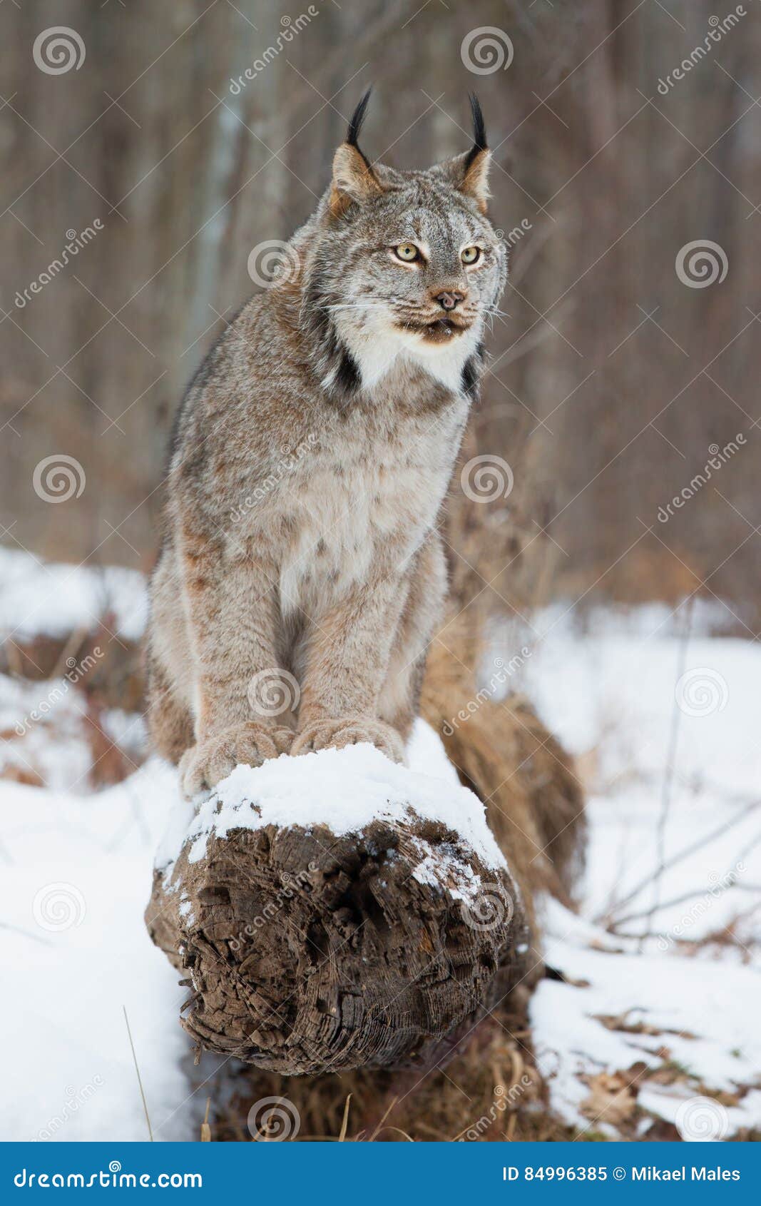 Lynx portrait on log stock image. Image of watching, wildlife - 84996385